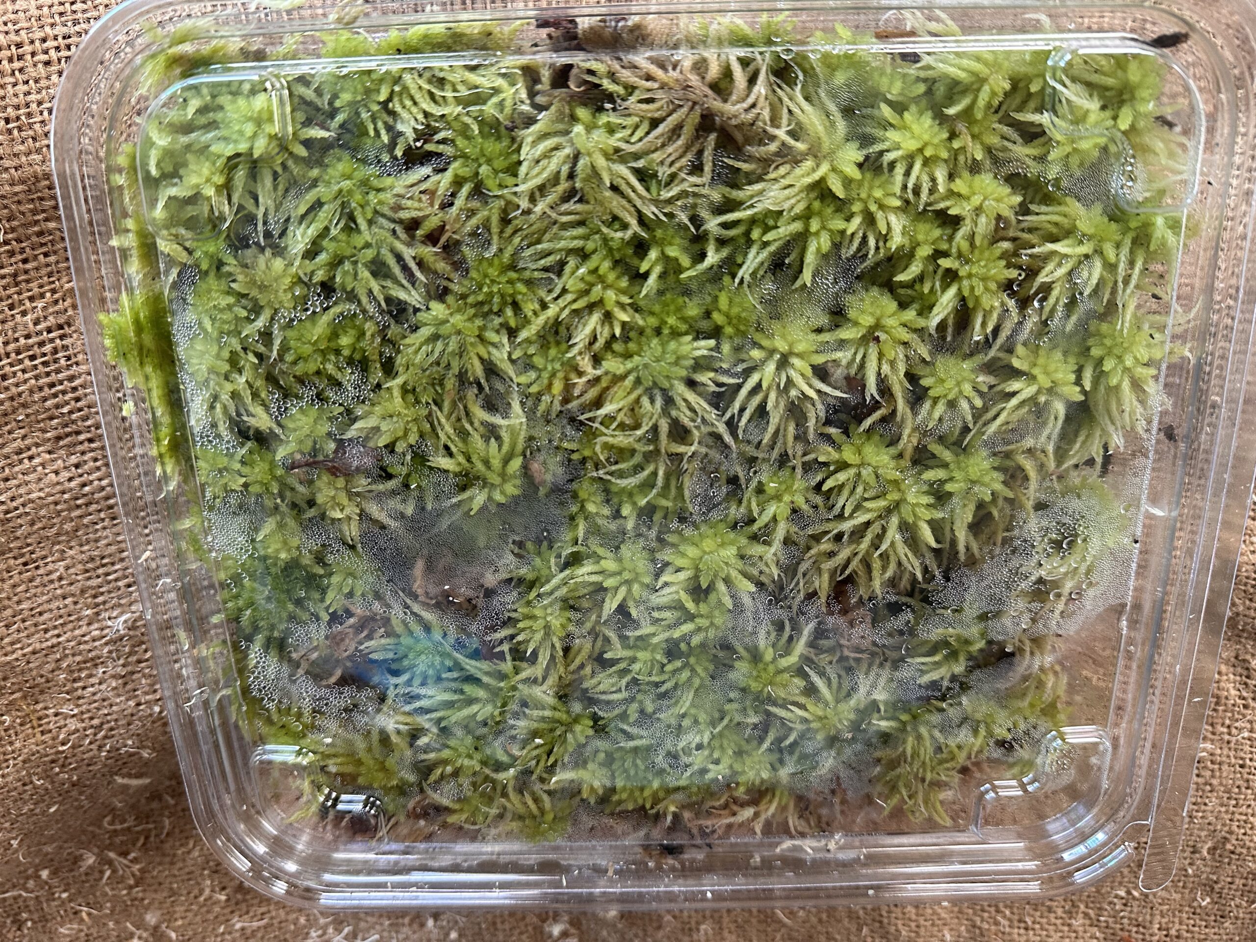 Decorative Moss selection - clam shell size - Florist Moss